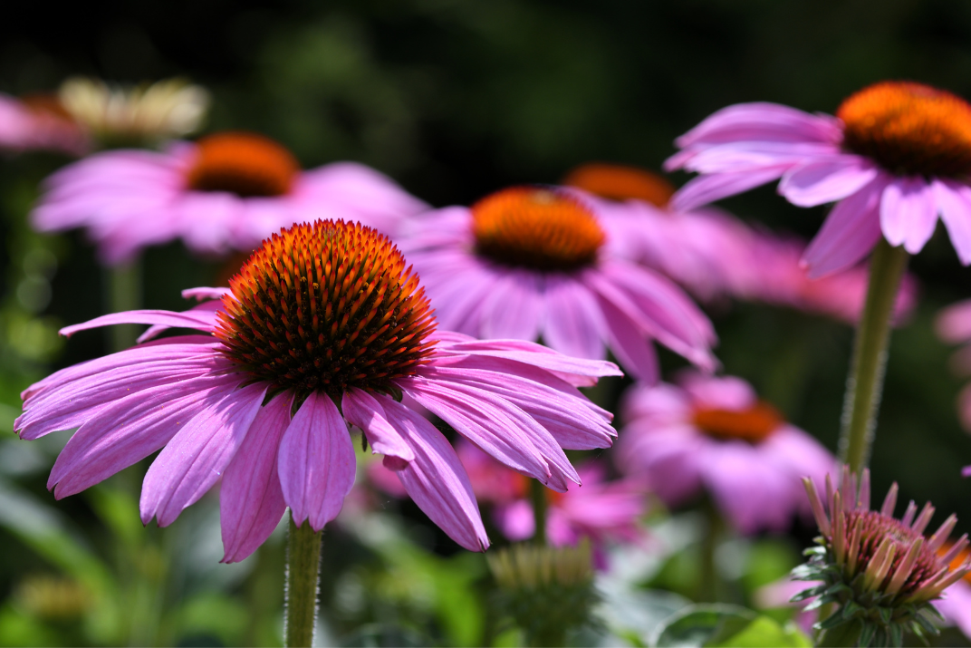 Echinacea - Hekseteket.com